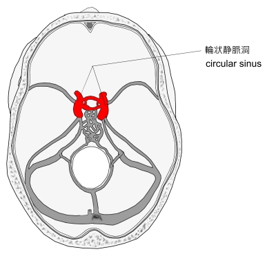 Visual Anatomy 視覚解剖学
