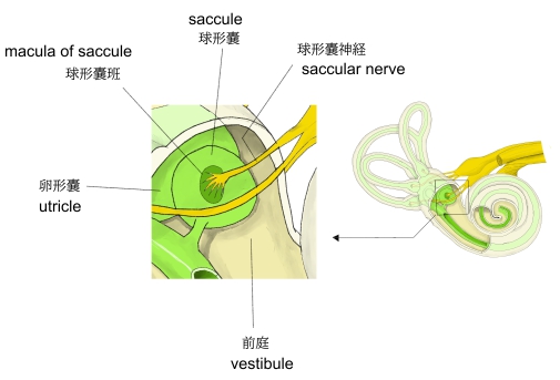 Visual Anatomy 視覚解剖学
