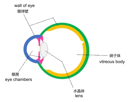 Visual Anatomy 視覚解剖学