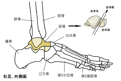 Visual Anatomy 
