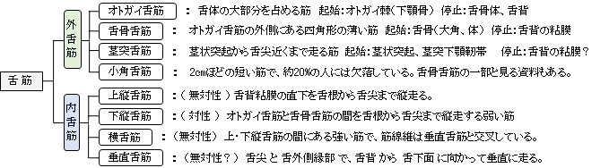 Visual Anatomy 視覚解剖学